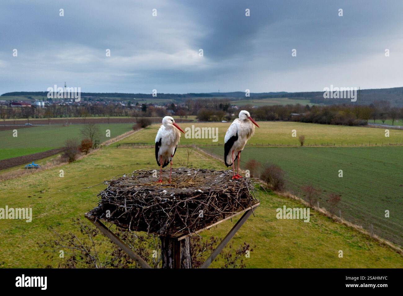 Storks are back in their nest after returning from southern regions in ...