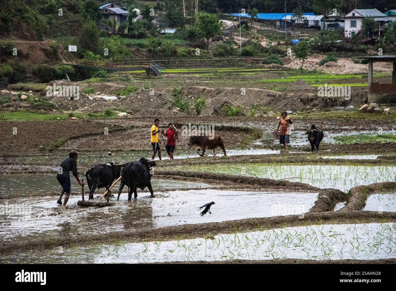 Farmers of Barala village in the Salyan district use both, modern and ...