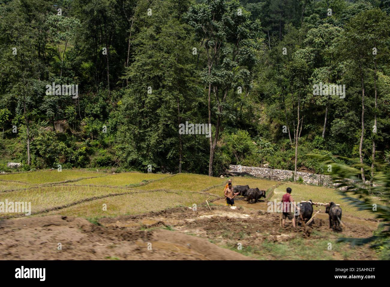 Tilling rice fields in Rukum, Nepal Stock Photo - Alamy