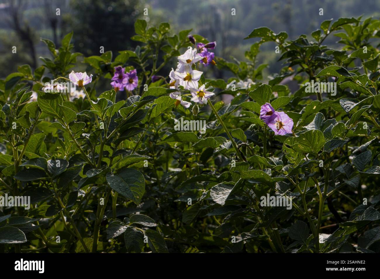Potato Farming in Sailung, Ramechhap, Nepal Stock Photo - Alamy
