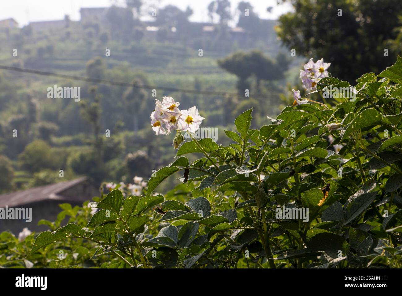 Potato Farming in Sailung, Ramechhap, Nepal Stock Photo - Alamy