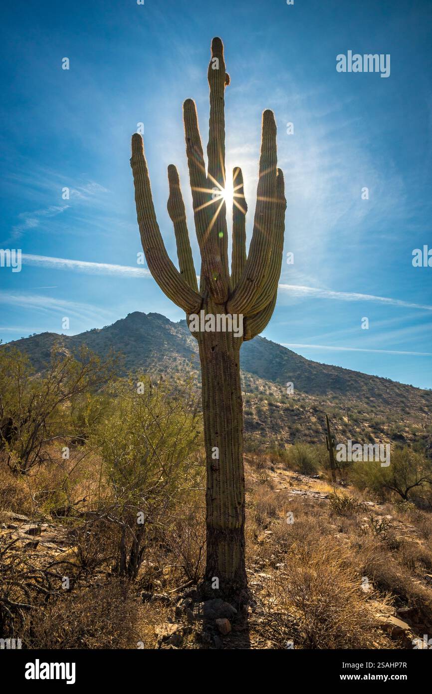 scenic-trails-of-mcdowell-sonoran-preserve-surrounded-by-majestic