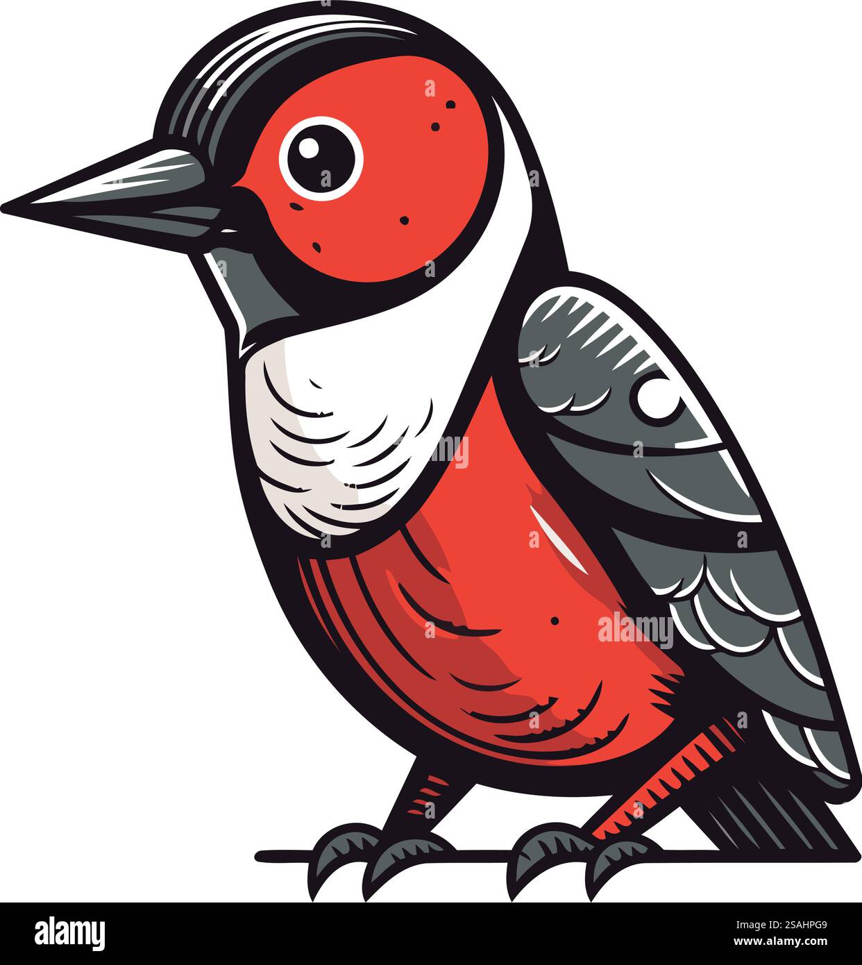 Vector image of a red backed woodpecker on a white background Stock ...