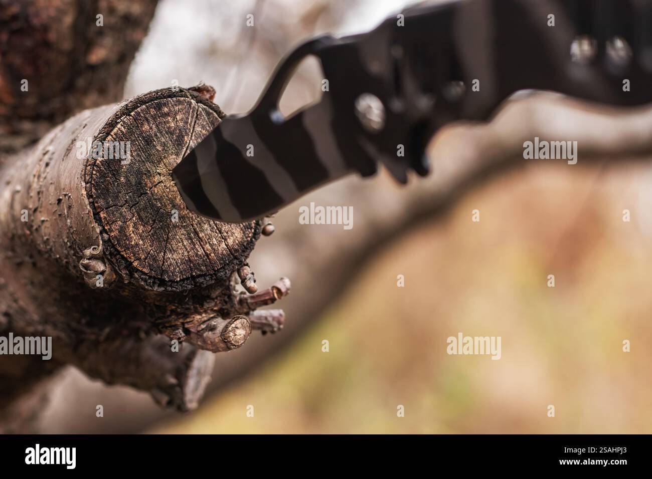 Tactical knife stuck in a tree stump in a forest Stock Photo - Alamy
