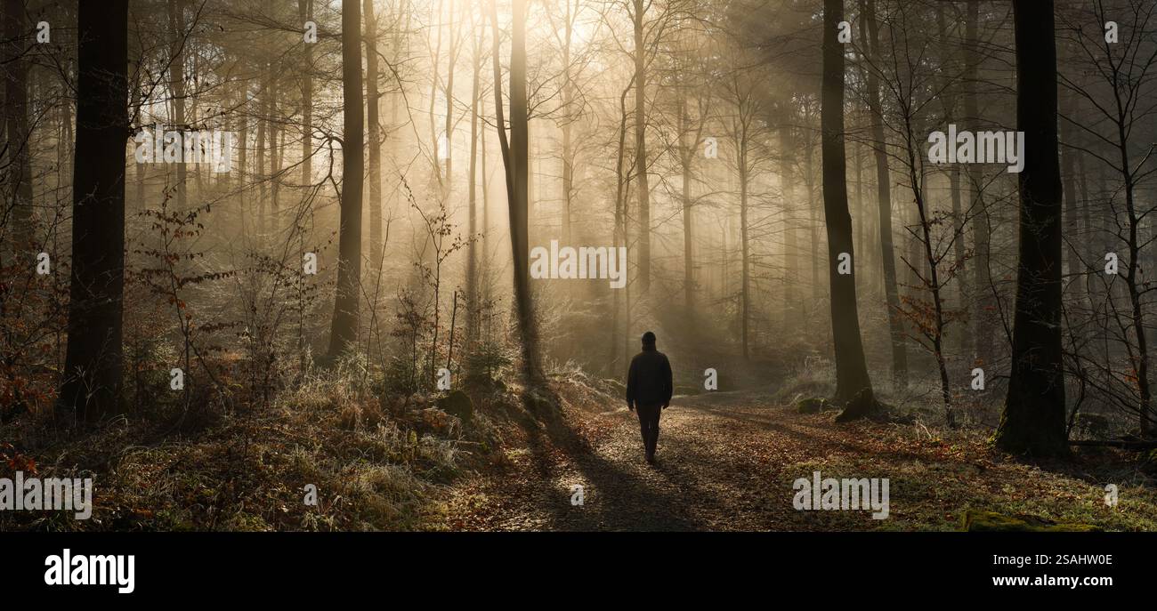 A calm walk in a magical misty forest with beams of golden sunlight ...