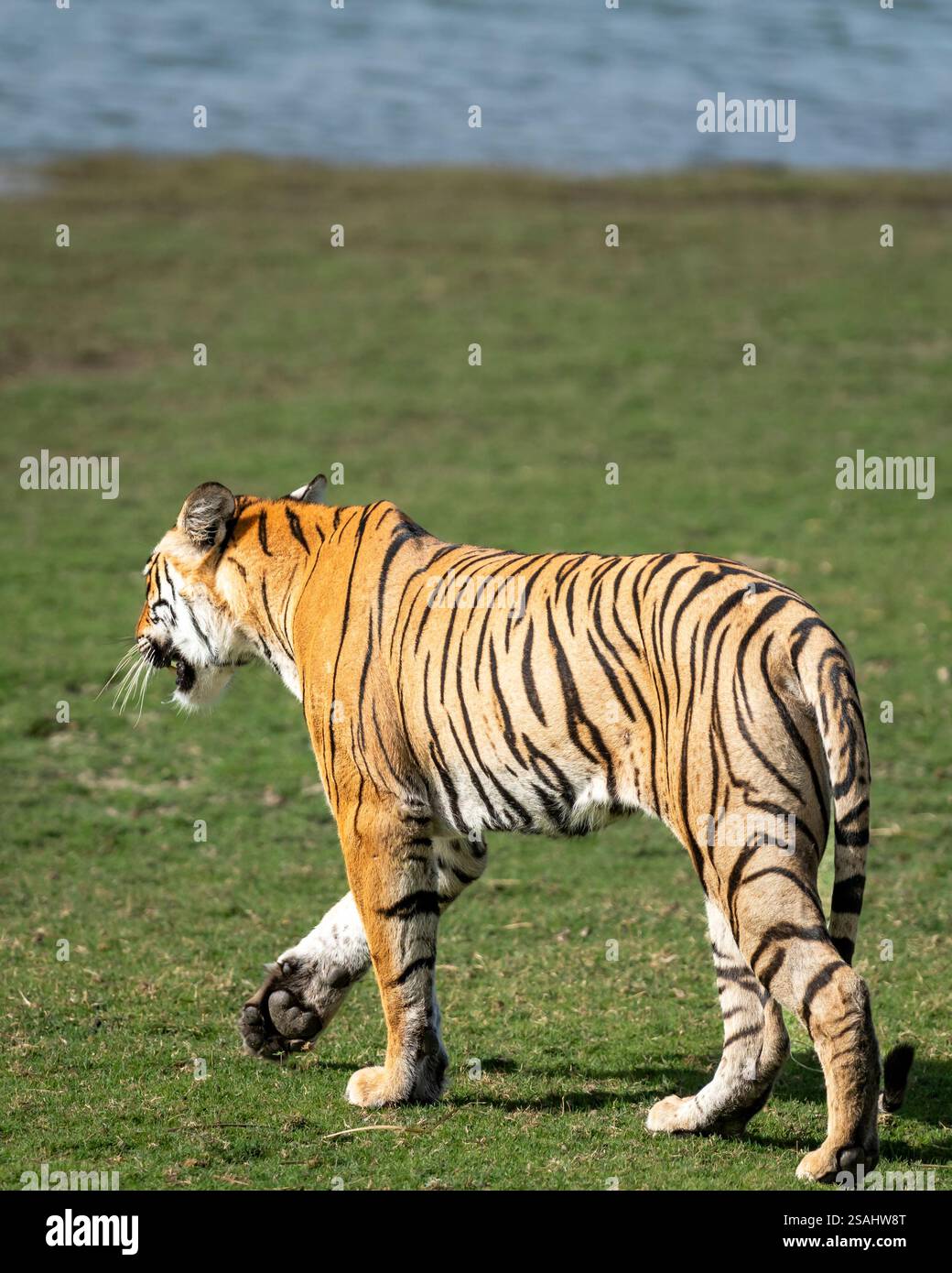 Tiger approaching wild animal hi-res stock photography and images - Alamy