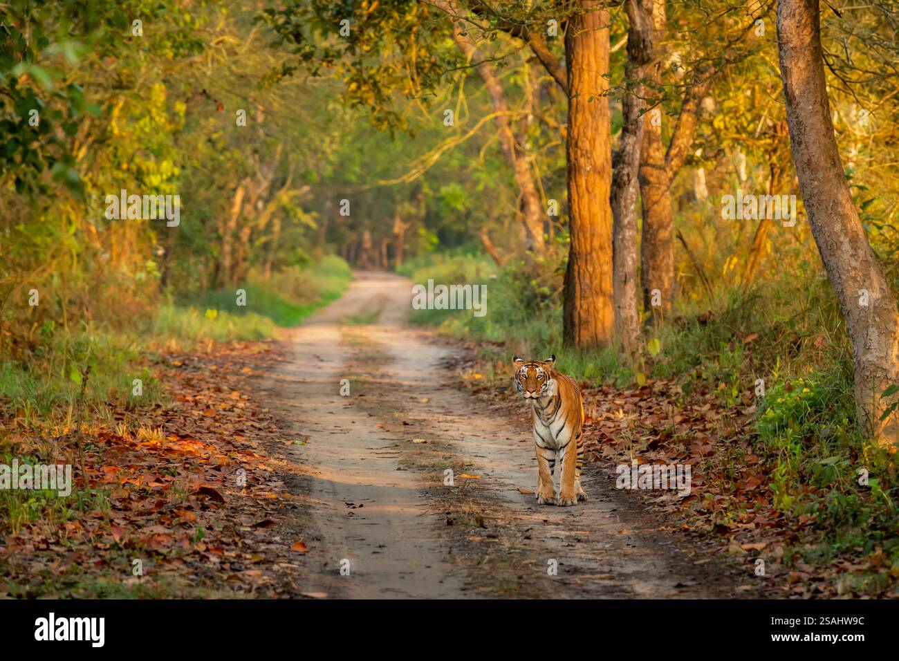 wild female tiger or panthera tigris tigress roadblock showstopper on ...