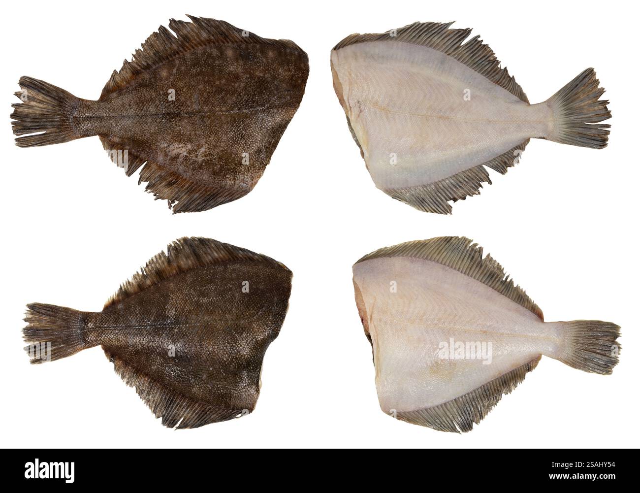 Fresh flounder ready for cooking isolate on white Stock Photo - Alamy