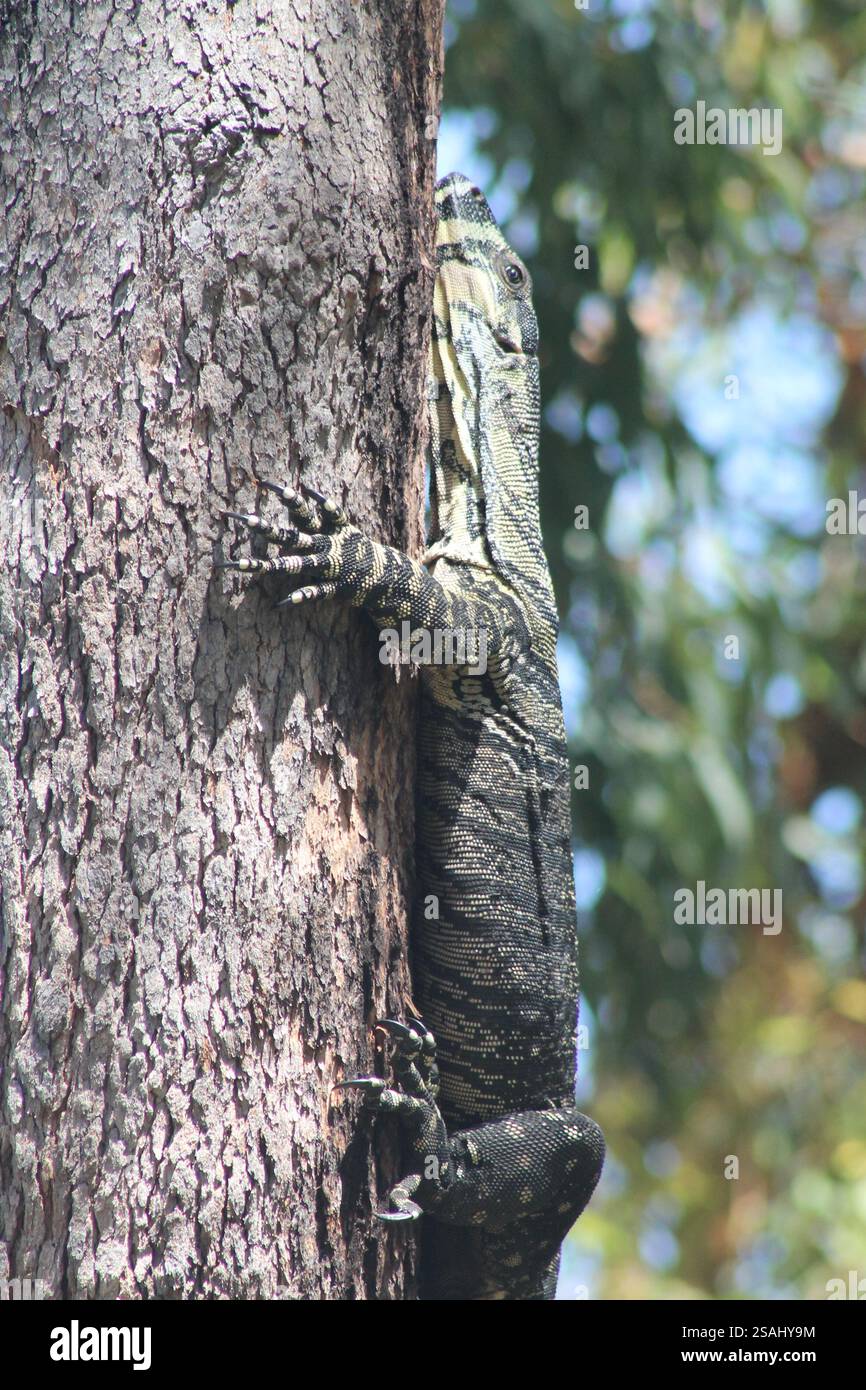 Lace monitor Australian native reptile Stock Photo - Alamy