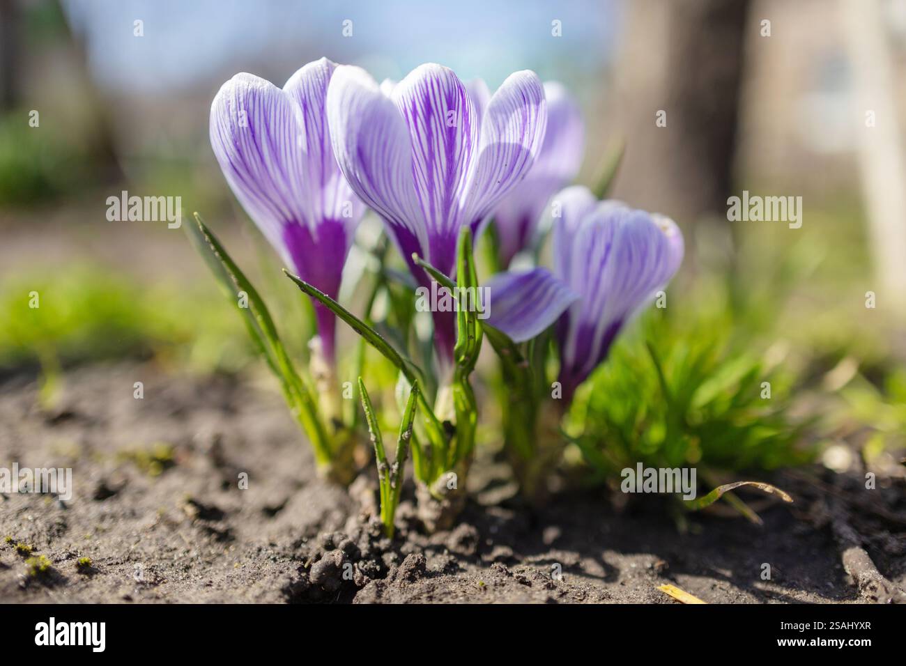 Spring growing flowers and nature that comes alive Stock Photo - Alamy