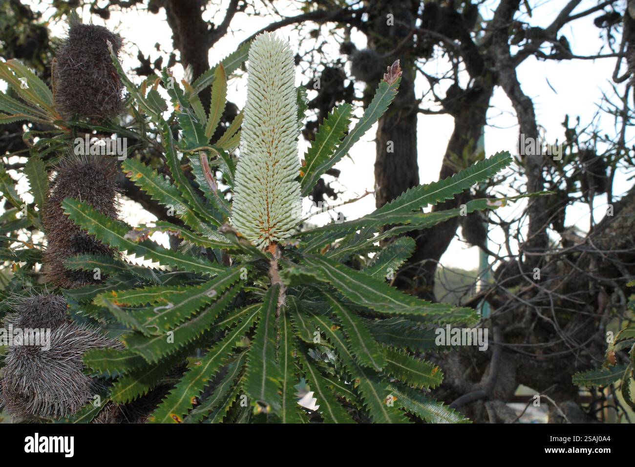 Banksia Australia native Stock Photo - Alamy