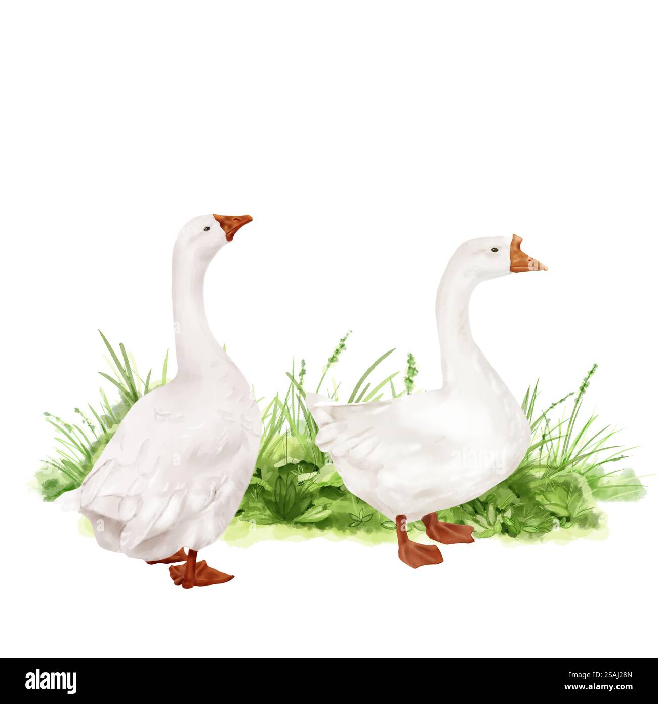 Domestic geese on green Cut Out Stock Images & Pictures - Alamy