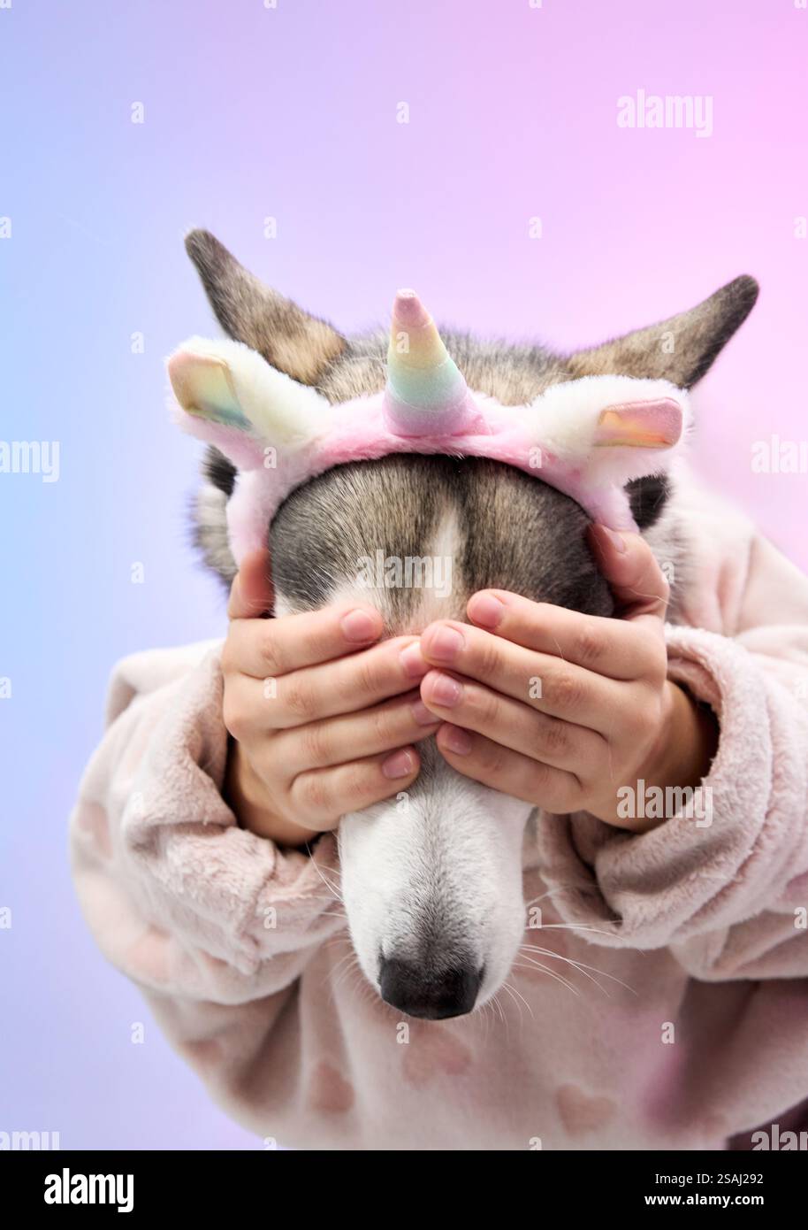 A Siberian Husky playfully covers its face with its paws while wearing ...