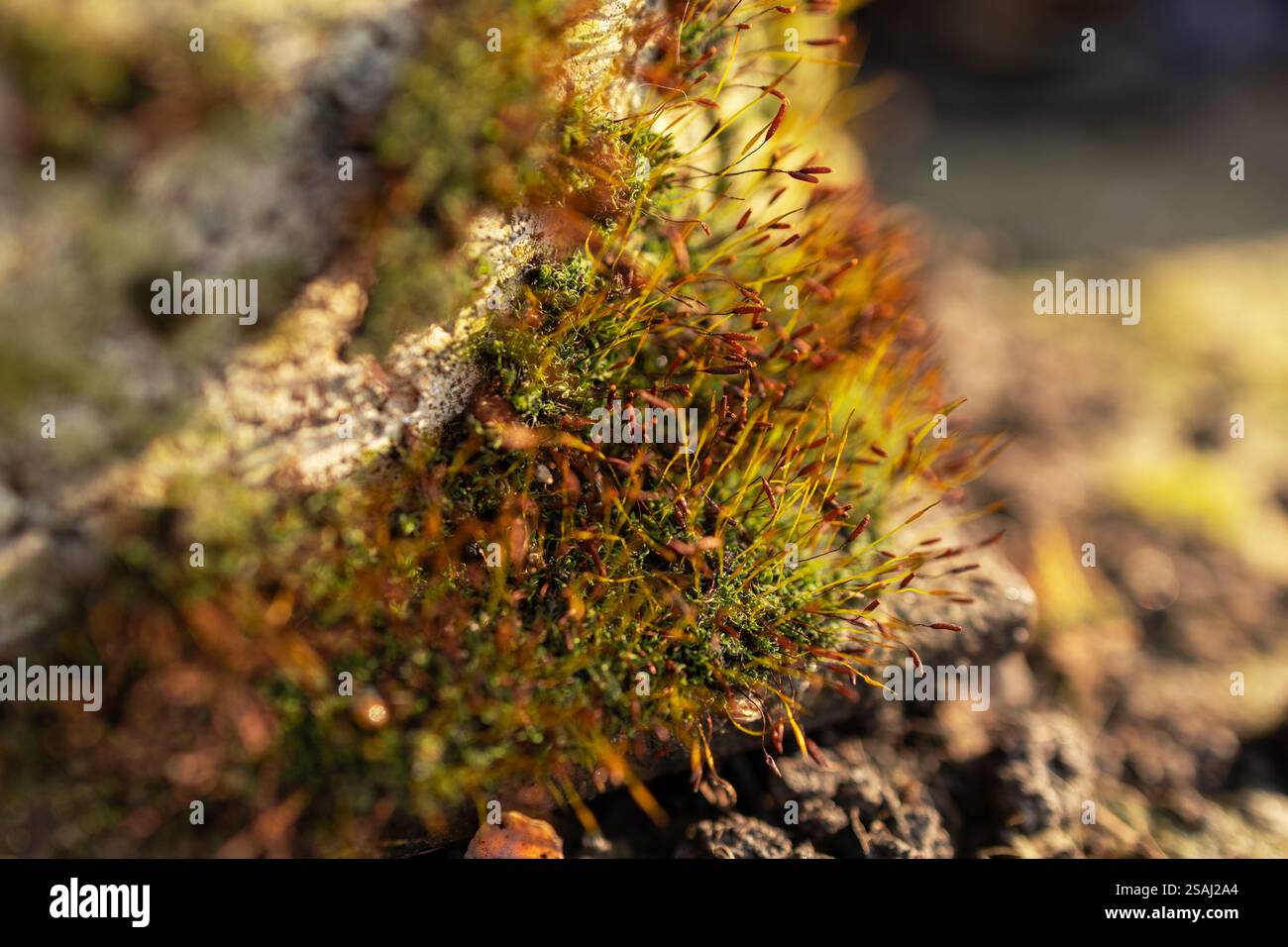 Moss with seed capsules, spore capsules, natural monument macro photo ...