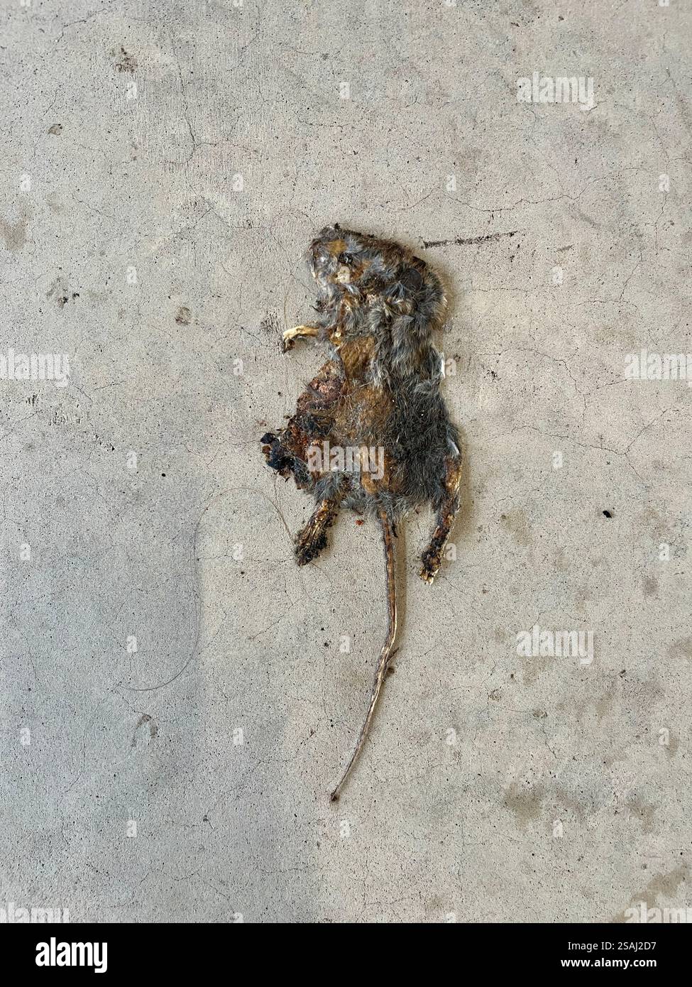 Flattened rodent hi-res stock photography and images - Alamy