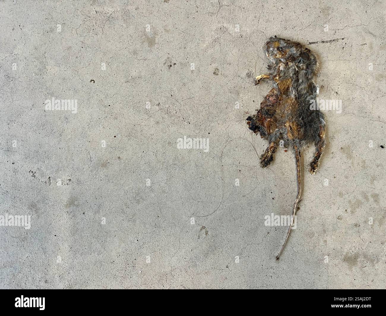 dead flattened rat on concrete floor Stock Photo - Alamy