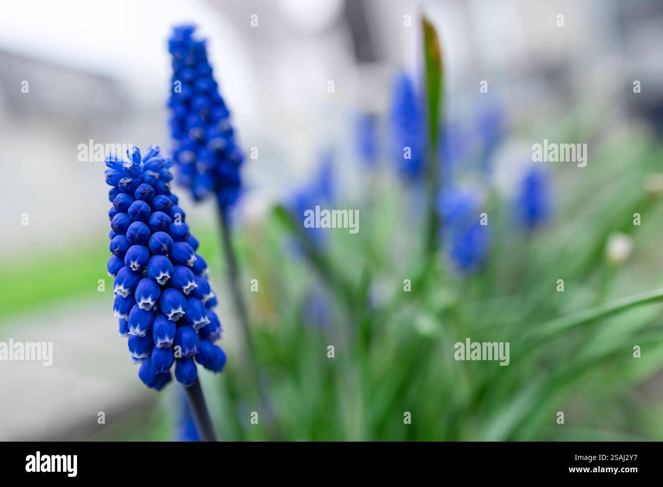 muscari Lindsay field with grass as background Stock Photo - Alamy