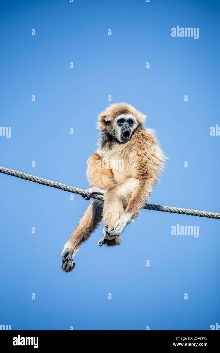 The white-handed gibbon (Hylobates lar) produces loud, melodic calls ...