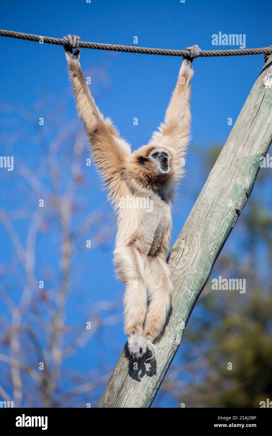 The white-handed gibbon (Hylobates lar) produces loud, melodic calls ...