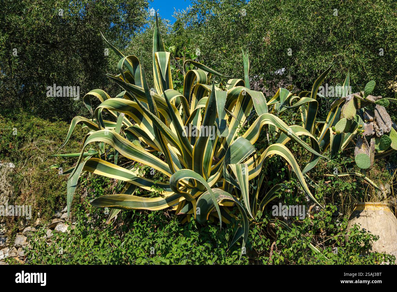 A century plant, Agave americana, exemplary, typical Mediterranean ...