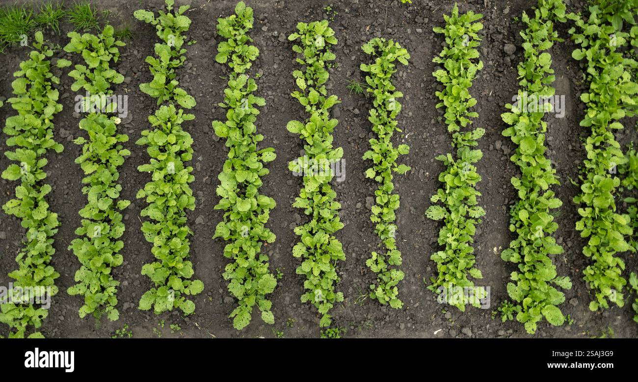 radish cultivation lines in the greenhouse, radish plants ready for ...