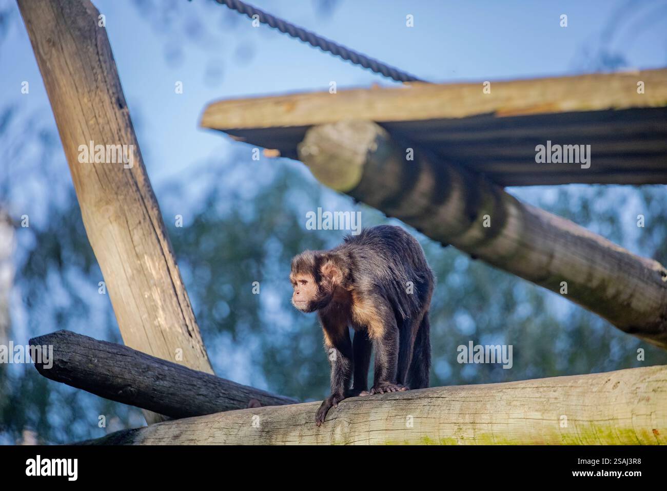 The golden-bellied capuchin (Sapajus xanthosternos) is a species of New ...