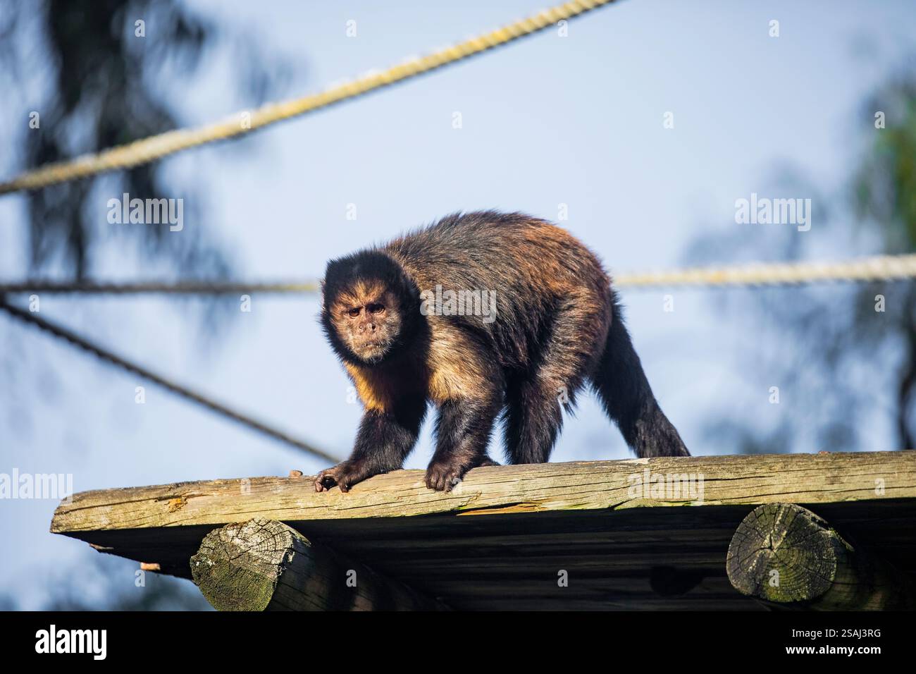 The golden-bellied capuchin (Sapajus xanthosternos) is a species of New ...