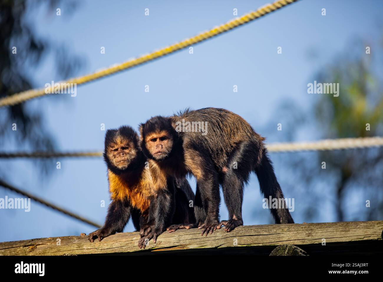 Buff headed capuchi hi-res stock photography and images - Alamy
