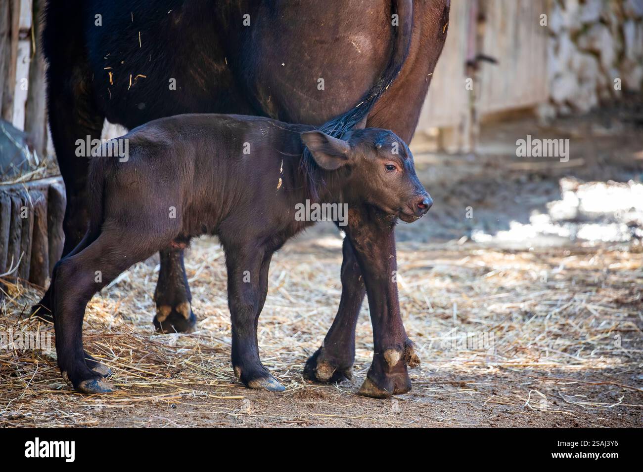 The closeup image of African buffalo calf. it is a large Sub-Saharan ...