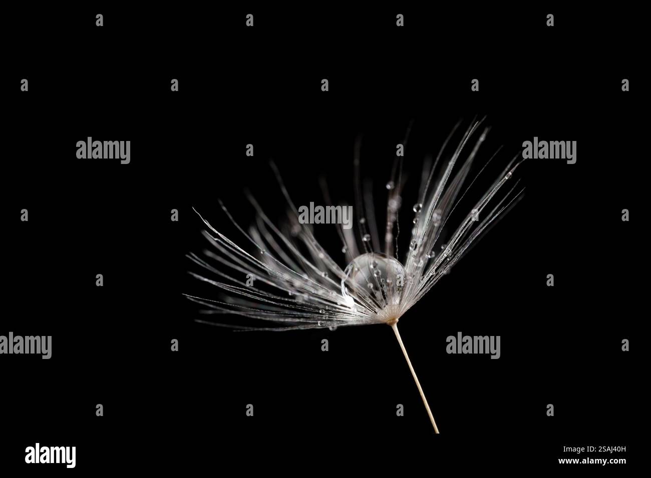 Beautiful shiny dew water drop on dandelion seed in nature macro on ...