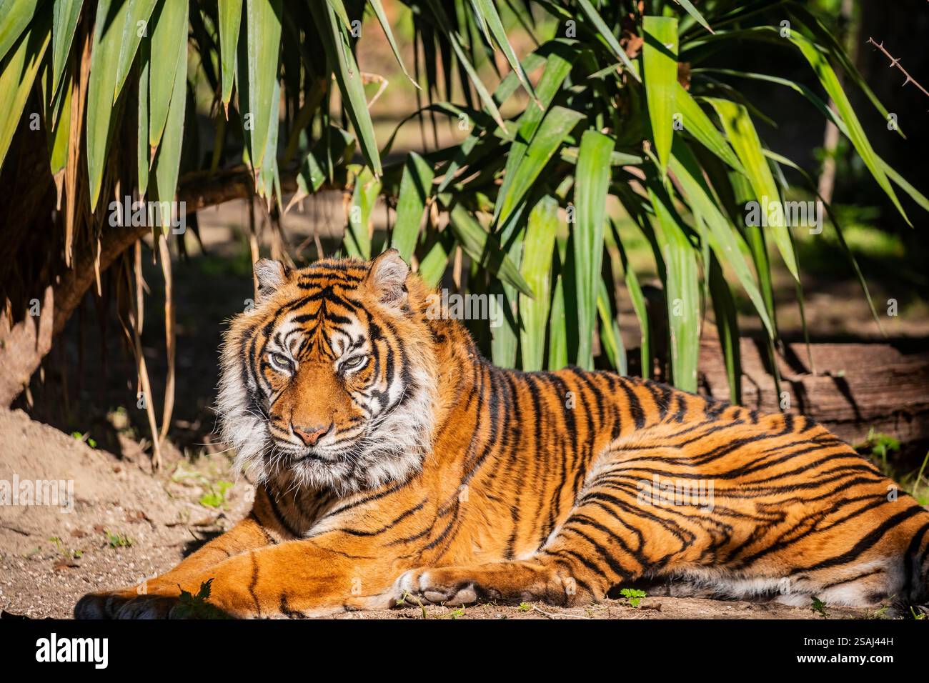 Sunda tiger hi-res stock photography and images - Alamy