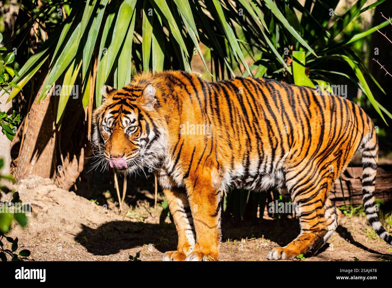 Sunda tiger hi-res stock photography and images - Alamy