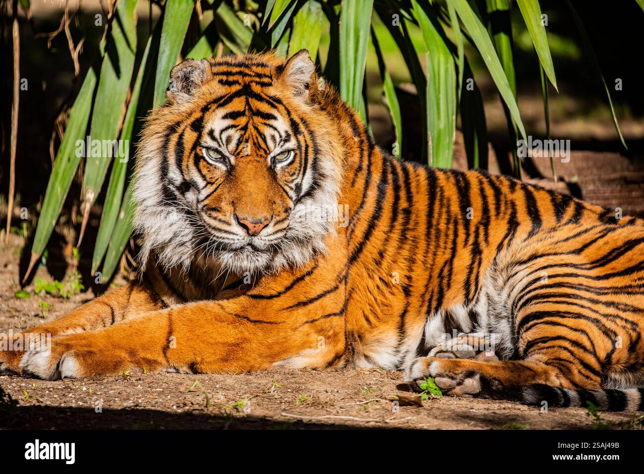 Sunda island tiger hi-res stock photography and images - Alamy