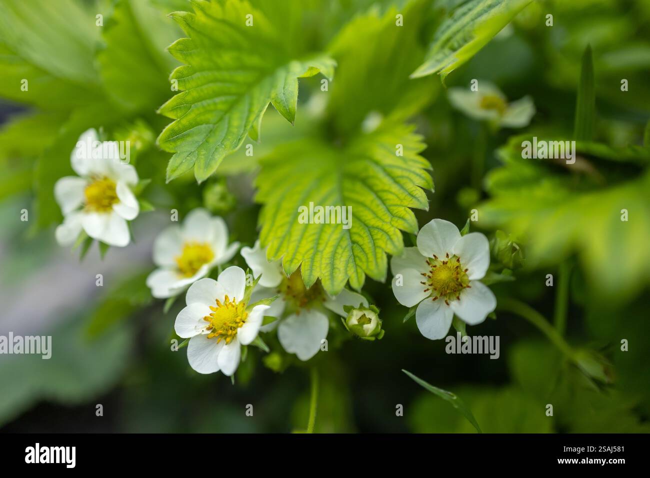 Strawberries bloom in sunny hi-res stock photography and images - Alamy