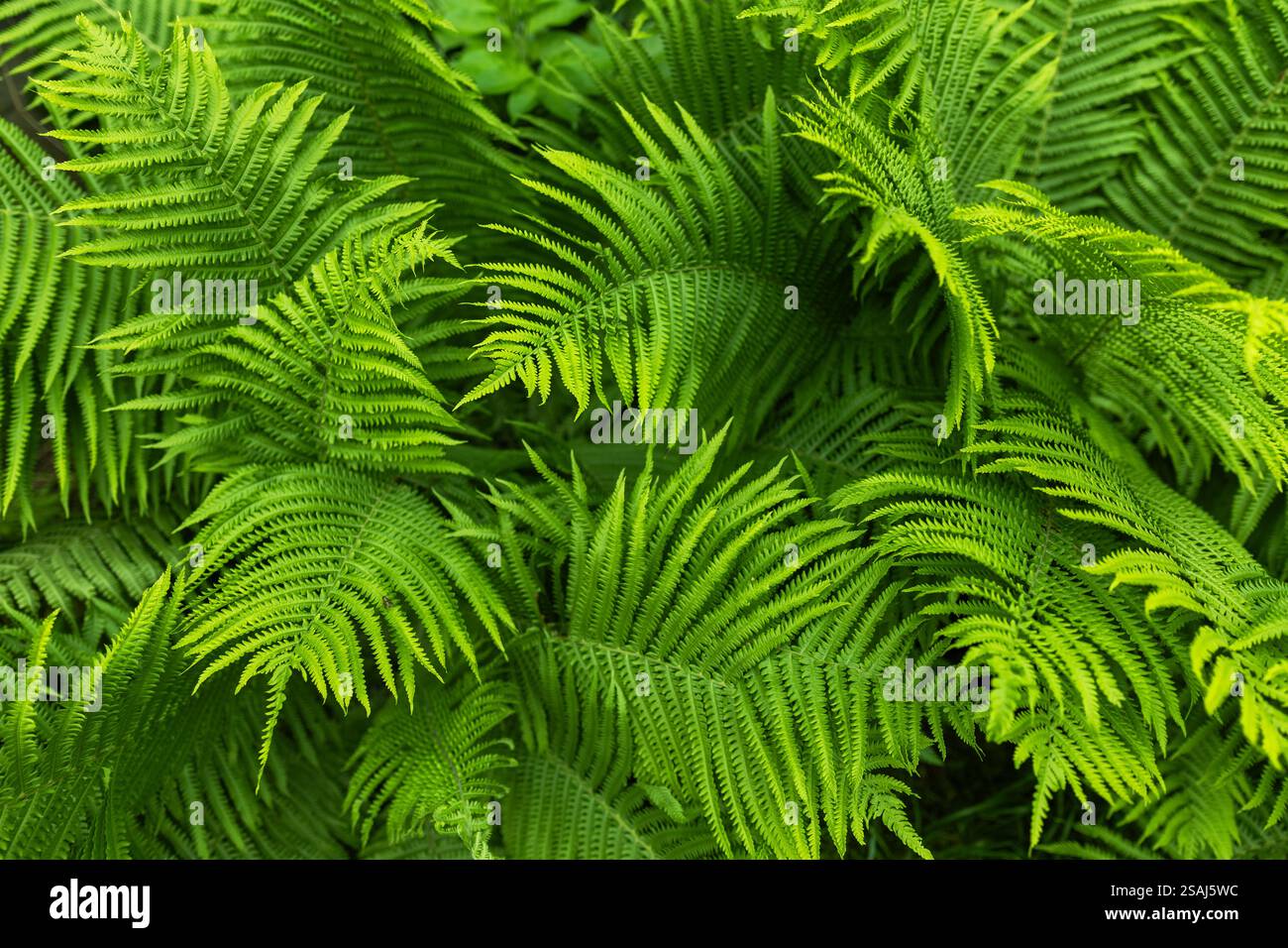 Beautiful fern leaf texture in nature. Natural ferns blurred background ...