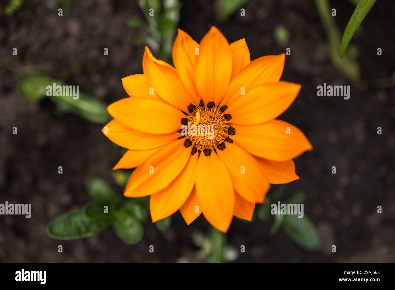 A close up of yellow-orange Gazania rigens flower treasure flower of ...