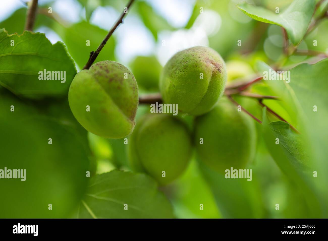 Green apricot that grows on a tree. The fruits ripen in the summer ...