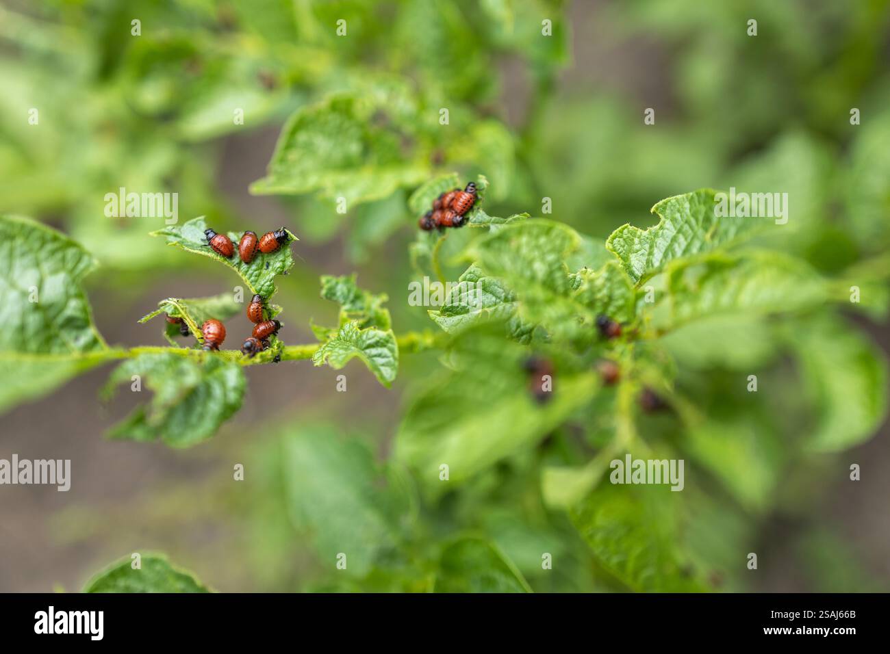Many Colorado potato beetle.Potato bugs on foliage of potato in nature ...