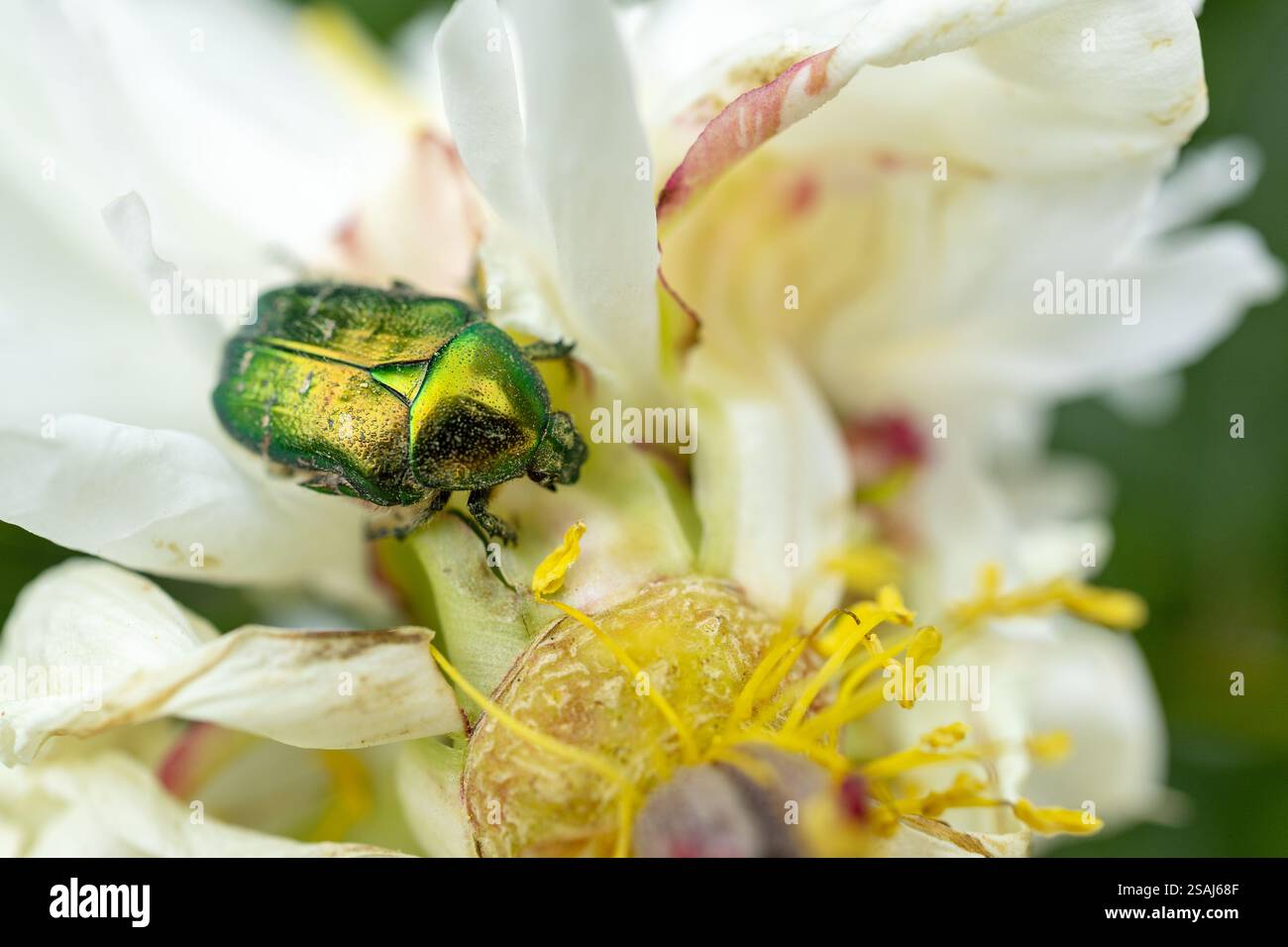 A bronze beetle Cetonia aurata on a flower of a forest plant. The ...
