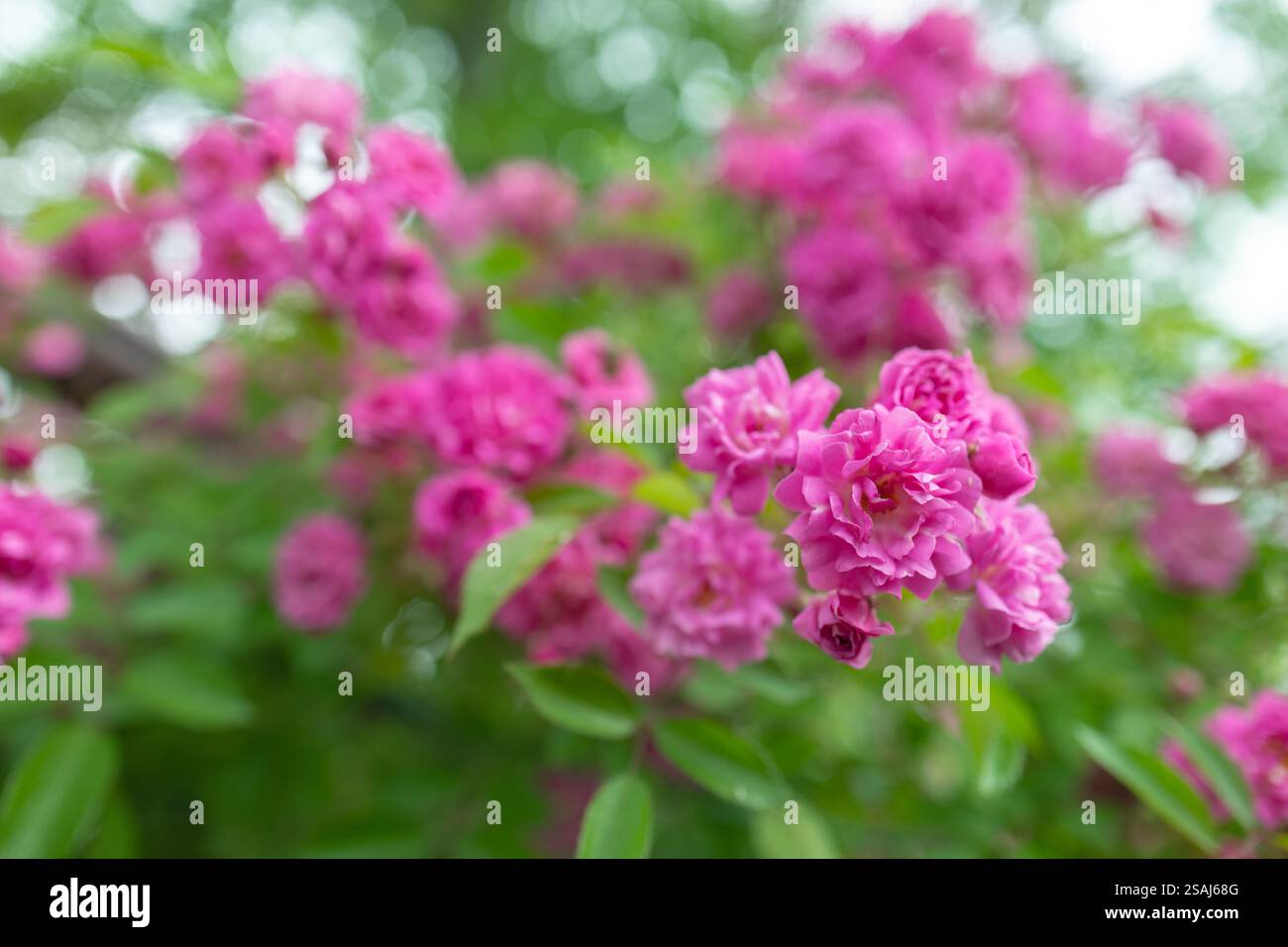 Small pink roses blooming with blurry background. Cluster of open roses ...