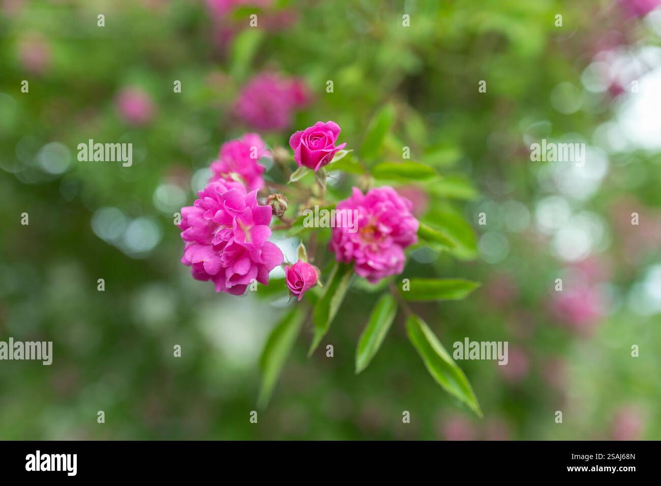 Small pink roses blooming with blurry background. Cluster of open roses ...
