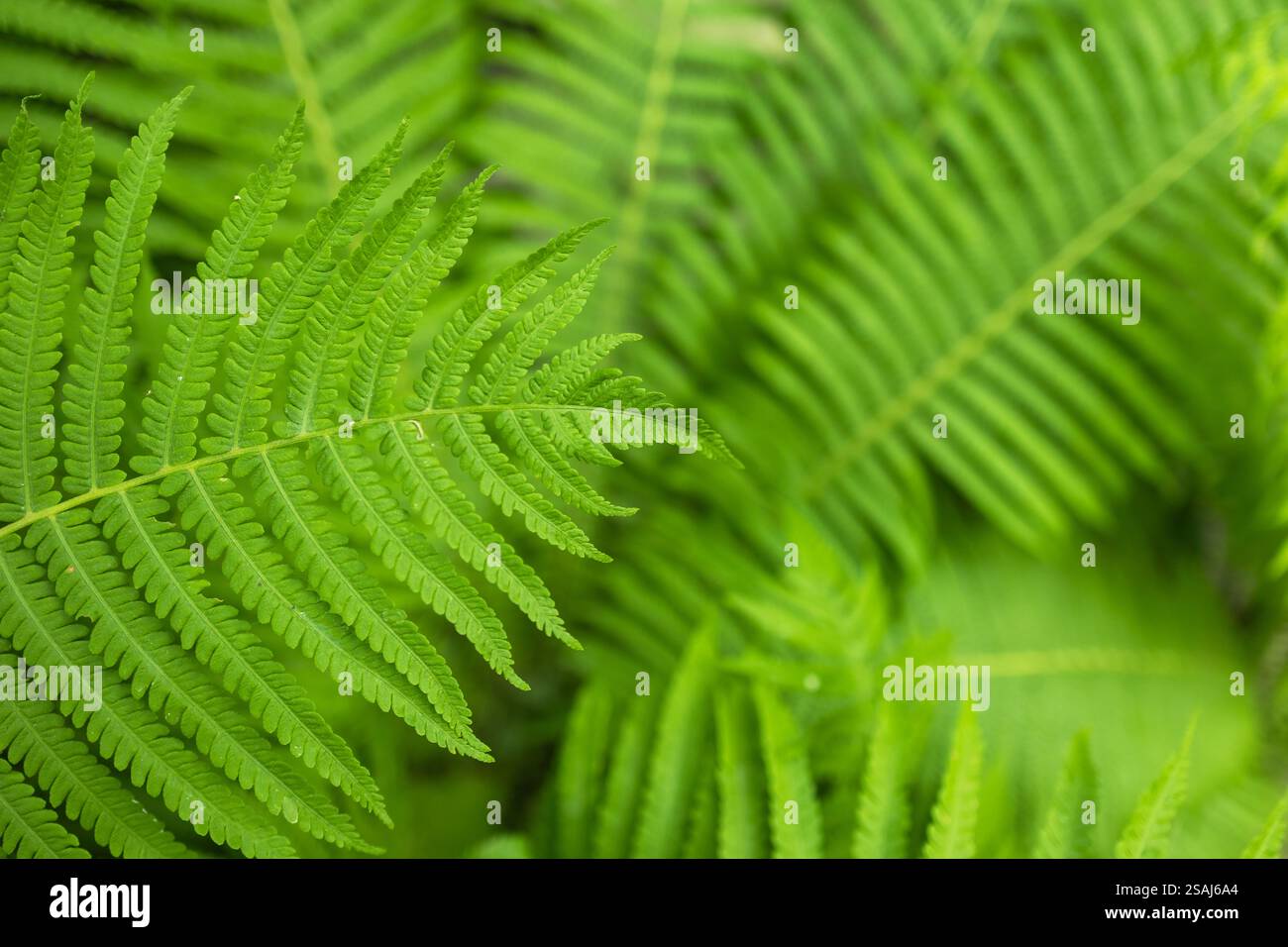 Beautiful fern leaf texture in nature. Natural ferns blurred background ...