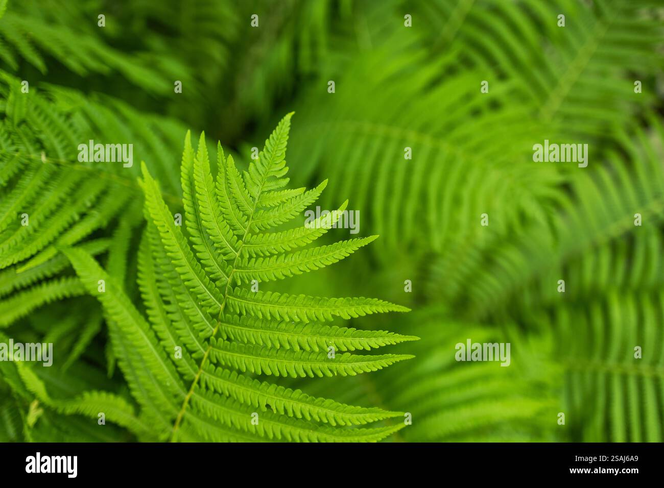 Beautiful fern leaf texture in nature. Natural ferns blurred background ...