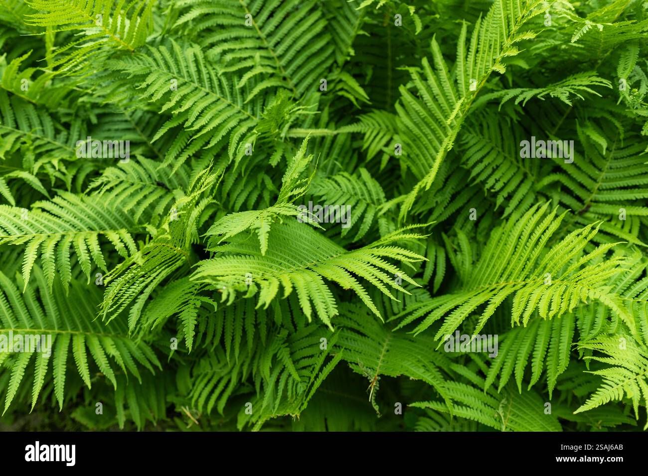 Beautiful fern leaf texture in nature. Natural ferns blurred background ...