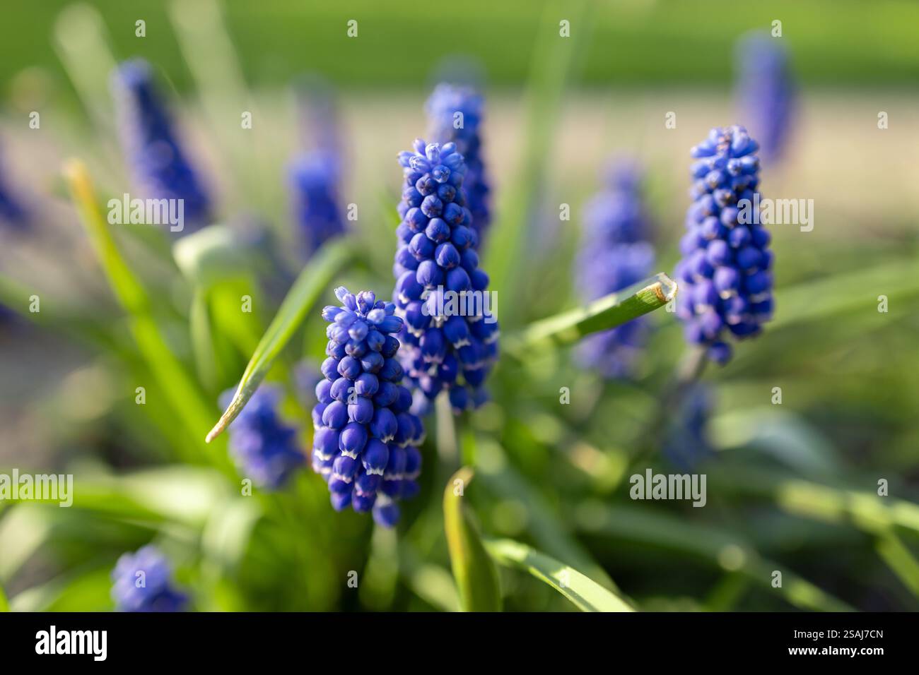 muscari Lindsay field with grass as background Stock Photo - Alamy