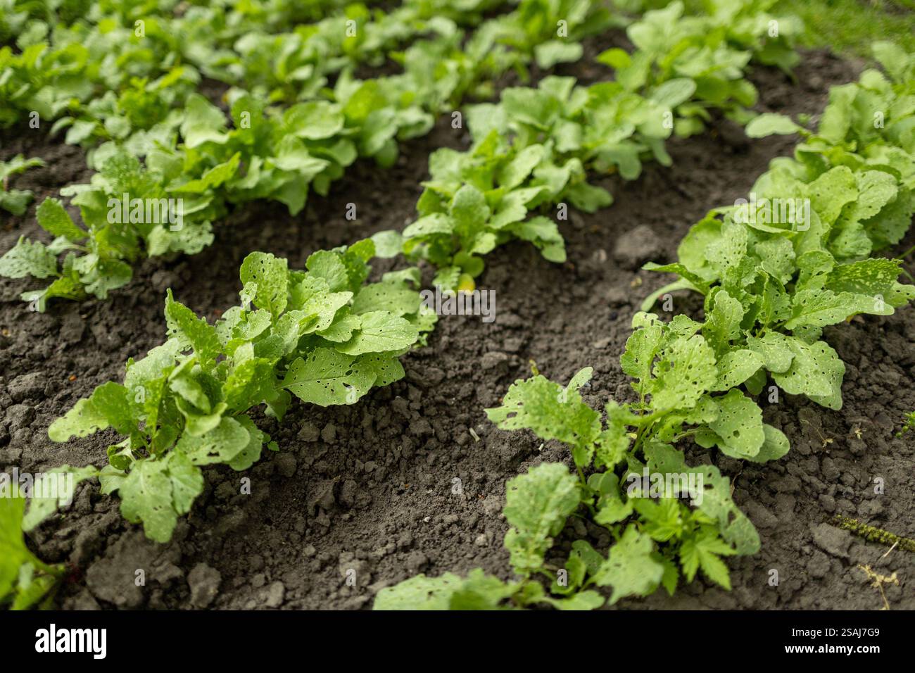 radish cultivation lines in the greenhouse, radish plants ready for ...