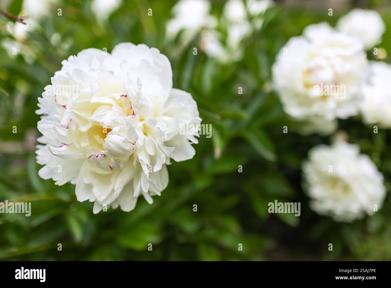 White double flower of Paeonia lactiflora cultivar Casablanca close-up ...