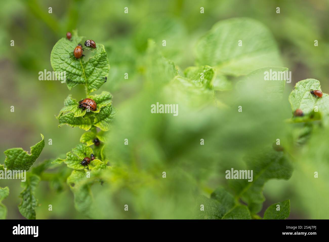 The Colorado potato beetle also known .as the Colorado beetle, the ten ...