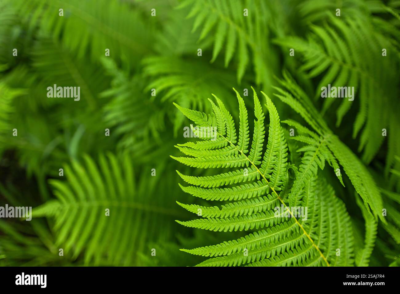 green fern leaves petals background. Vibrant green foliage. Tropical ...