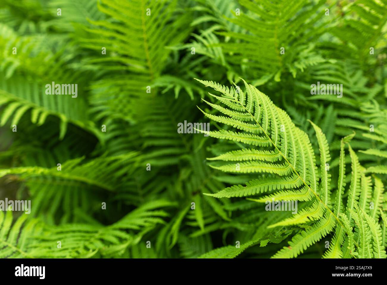 Beautiful fern leaf texture in nature. Natural ferns blurred background ...